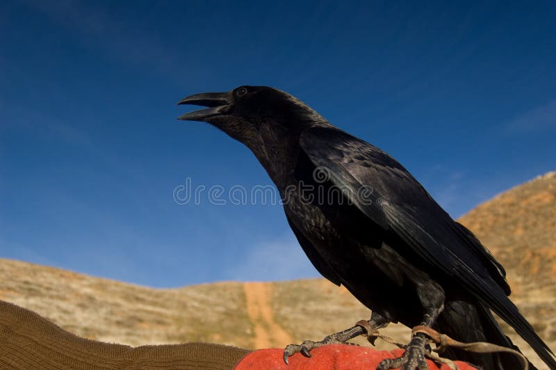 Crow in front a blue sky stock image. Image of mystery - 4236399