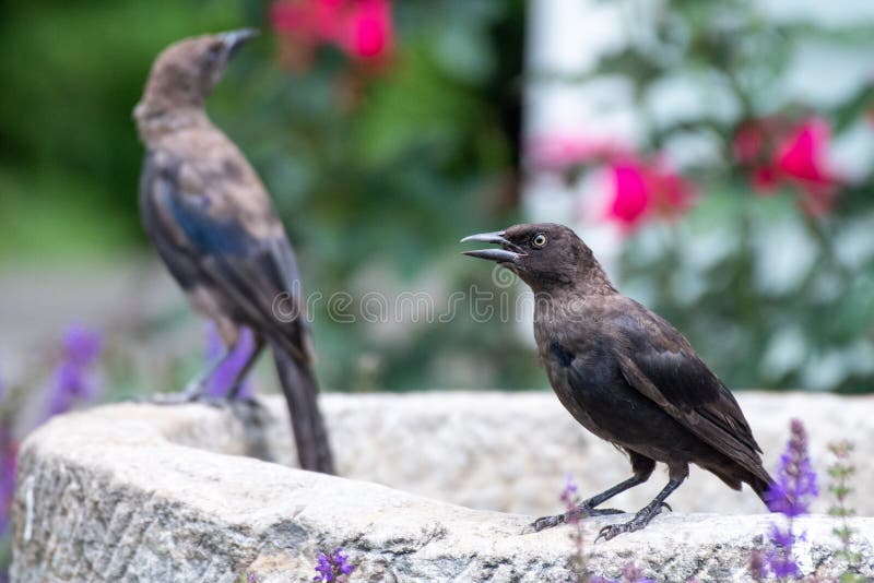 Crow in the garden stock image. Image of underneath - 123339239