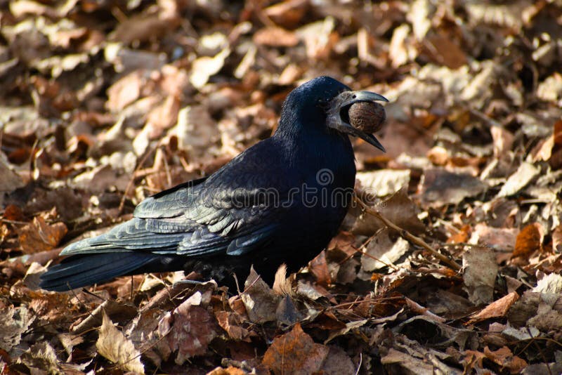 Crow gathering food stock photo. Image of leaves, nature - 306914328