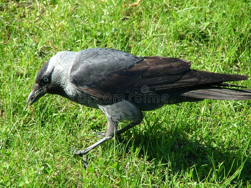 Crow in the grass stock photo. Image of grass, green, profile - 128656