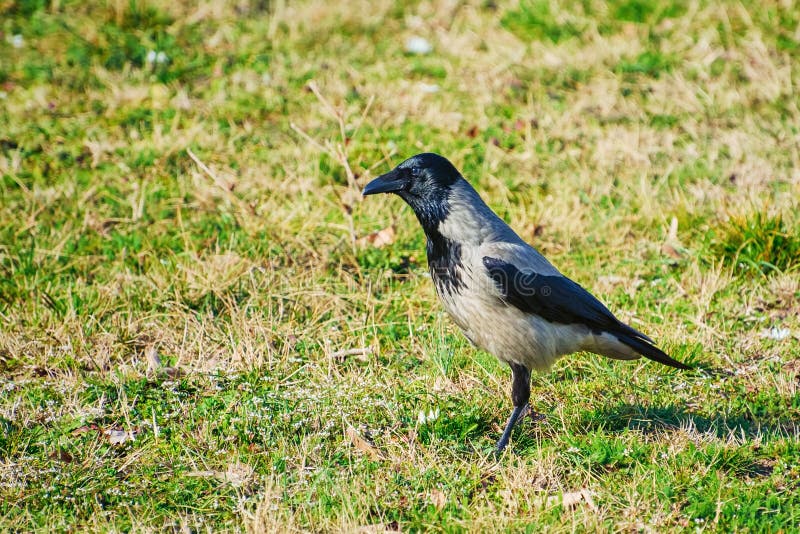 Crow on Grass stock photo. Image of passerine, perched - 68983056