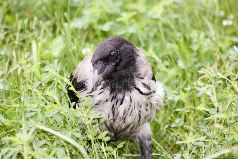 Crow in the Grass Breakfast on Nature Stock Image - Image of garden ...