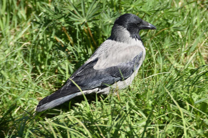 A Crow among Grass stock image. Image of gray, feather - 380942183