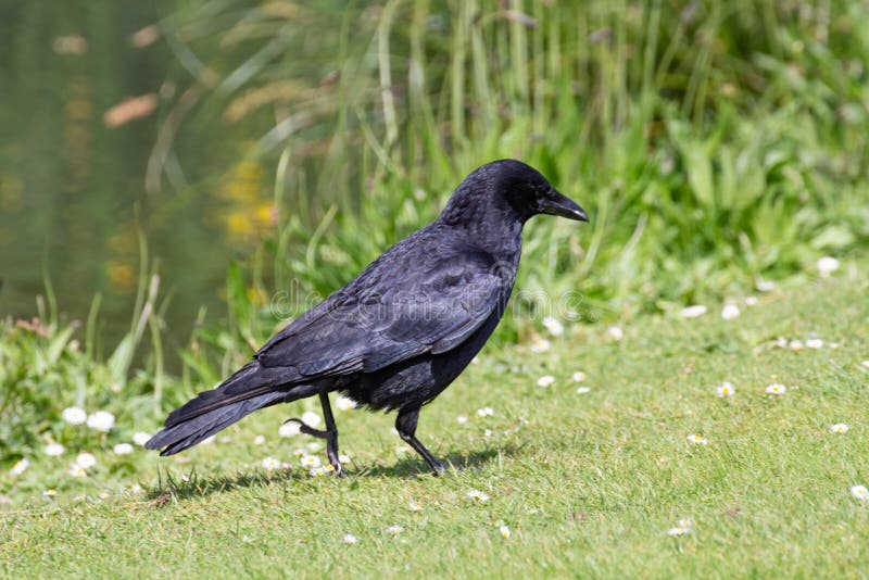 Crow on grass stock image. Image of wildlife, corone - 219416089