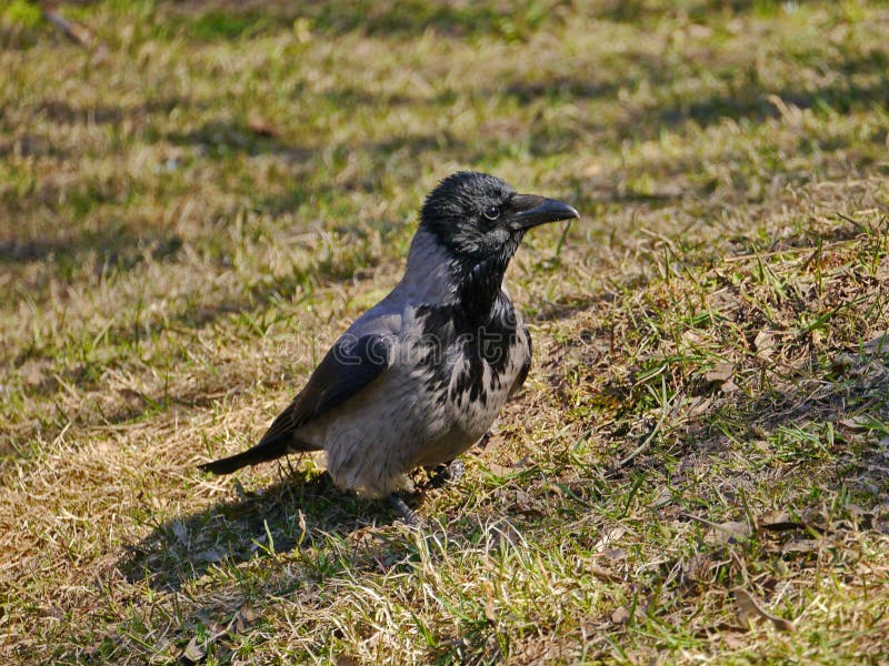 Crow in a grass stock image. Image of nature, color, feathers - 20141795