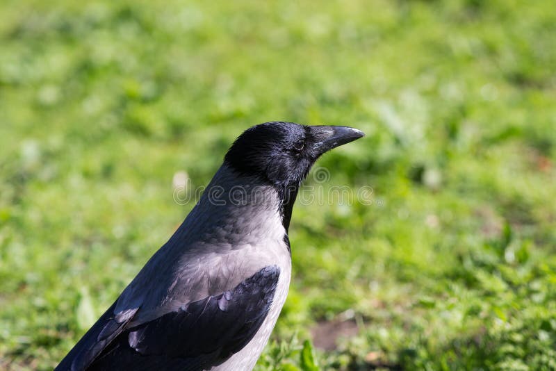Crow on a green background stock photo. Image of crow - 54788506