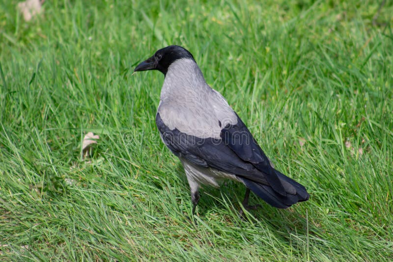 Crow on Green Grass. Close-up of a Bird. Stock Image - Image of raven ...