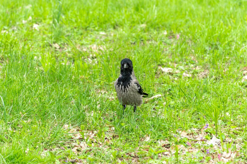 Crow on the Green Grass in the Park Stock Image - Image of green, wing ...