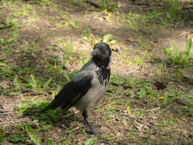 Crow on green grass stock image. Image of crow, park - 249289183