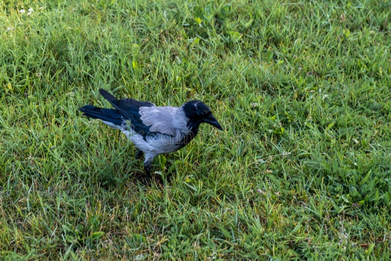 Crow on Green Grass in Summer Field Stock Image - Image of wildlife ...