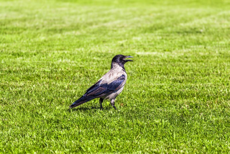 The crow on the green lawn stock photo. Image of feather - 60804078