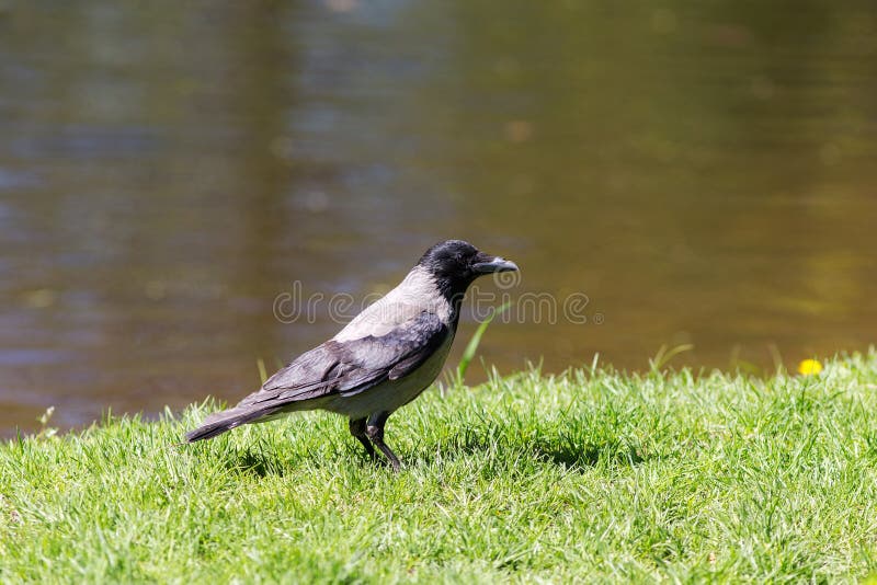 Crow in the spring meadow stock photo. Image of animals - 135627948