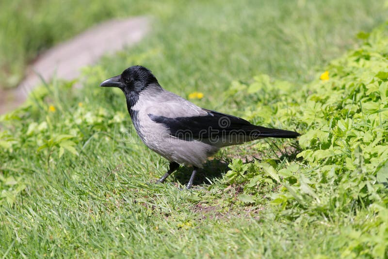 Crow on the Green Spring Grass Stock Photo - Image of outdoors, nature ...