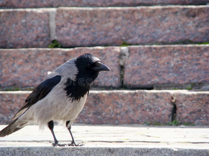 Crow grey stock photo. Image of park, crow, googlebing - 69306860