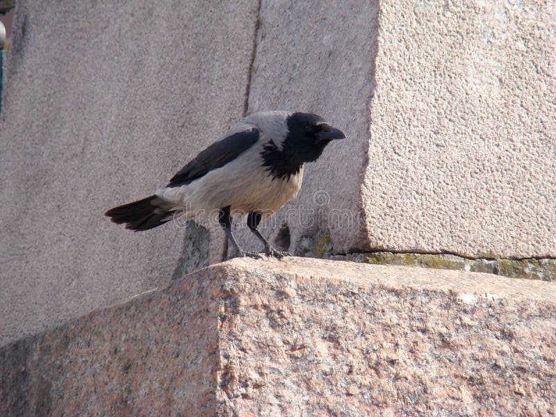 Crow grey stock photo. Image of park, crow, googlebing - 69306860
