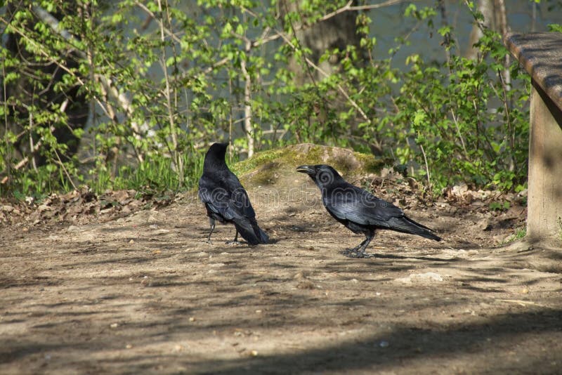 Crow on the ground stock photo. Image of animal, landscape - 230408712
