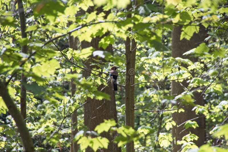 Crow on the ground stock image. Image of wing, animals - 230408675