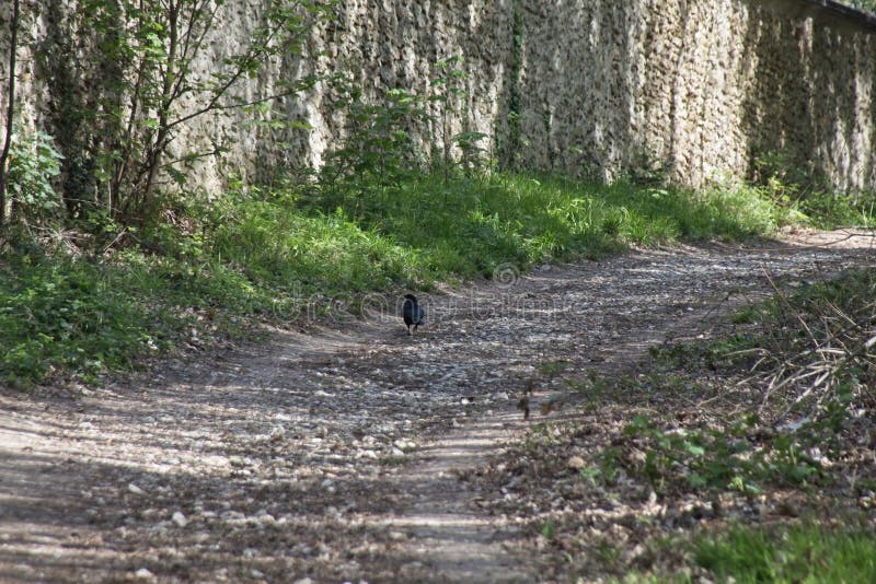 Crow on the ground stock photo. Image of animal, landscape - 230408712