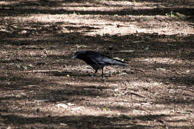 Crow on the ground stock photo. Image of danger, beach - 234660422