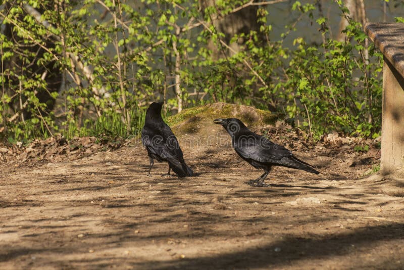 Crow on the ground stock image. Image of head, lizard - 268086639