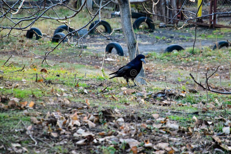 Crow on a Ground in a City Park Stock Image - Image of dark, beak ...
