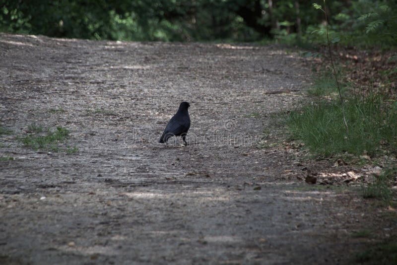 Crow on the ground stock photo. Image of beak, animal - 235506318