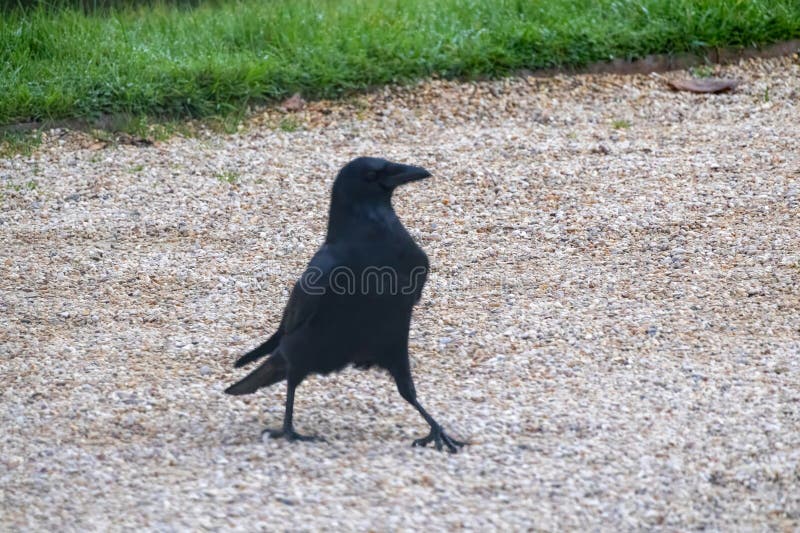 Crow on the ground stock image. Image of bird, wildlife - 362520009
