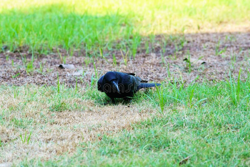 Crow is on the ground stock image. Image of animal, green - 109549223