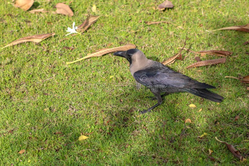 Crow on the ground garden stock photo. Image of finch - 191384830