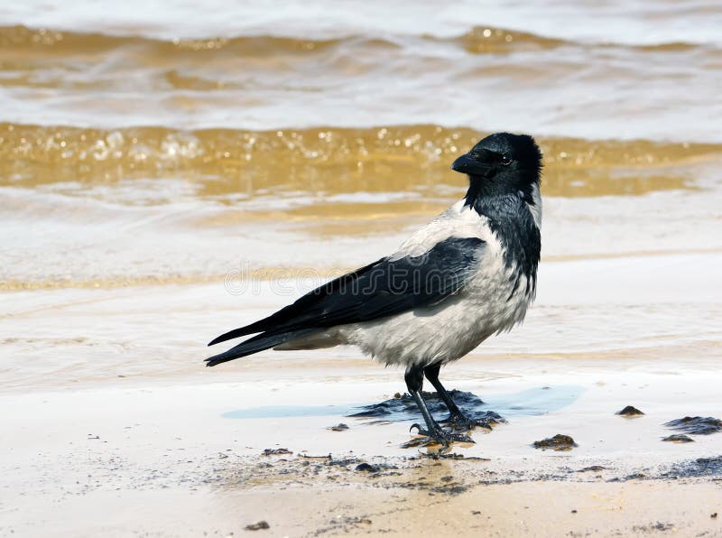 Crow on a ground outdoors stock photo. Image of animal - 77172482