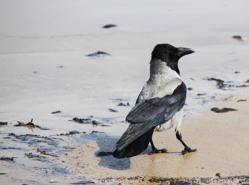 Crow on a ground outdoors stock photo. Image of flying - 77177608