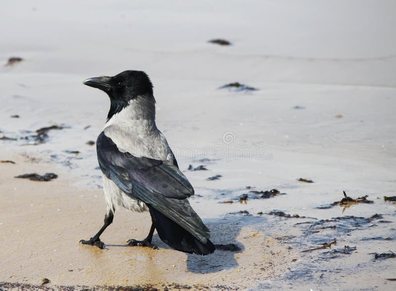 Crow on a ground outdoors stock image. Image of copy - 77179217