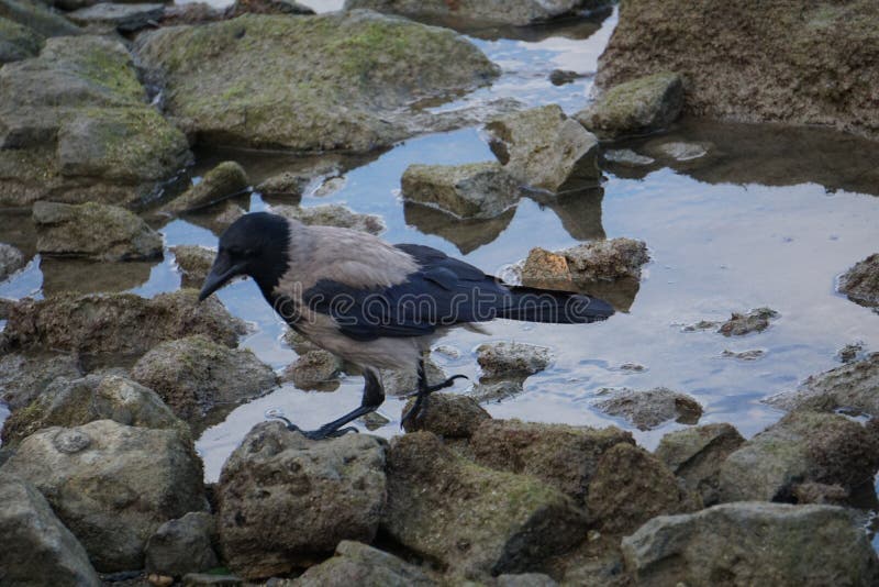 Crow on the ground stock photo. Image of wing, shorebird - 268439938