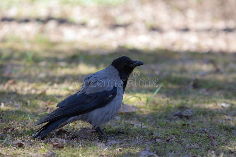 A crow on the ground stock image. Image of tamed, ground - 112518173