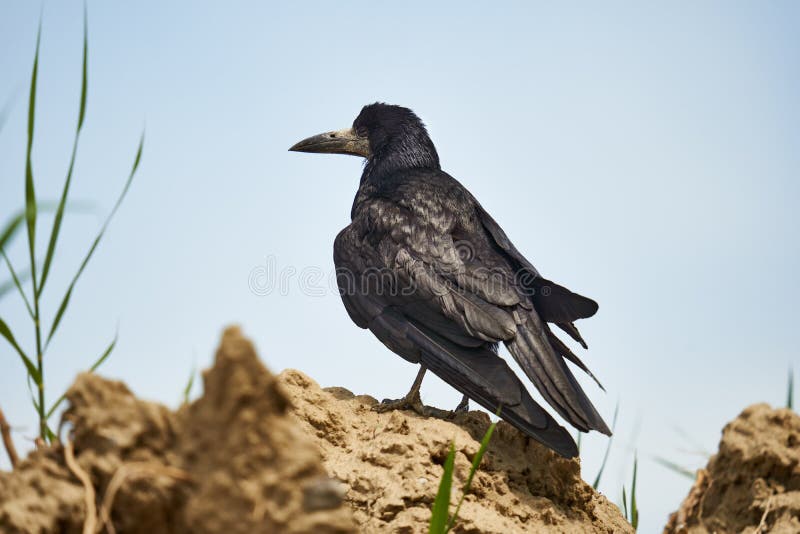 Crow on the ground stock photo. Image of passerine, environment - 249575954
