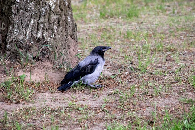 A crow on the ground stock image. Image of tamed, ground - 112518173