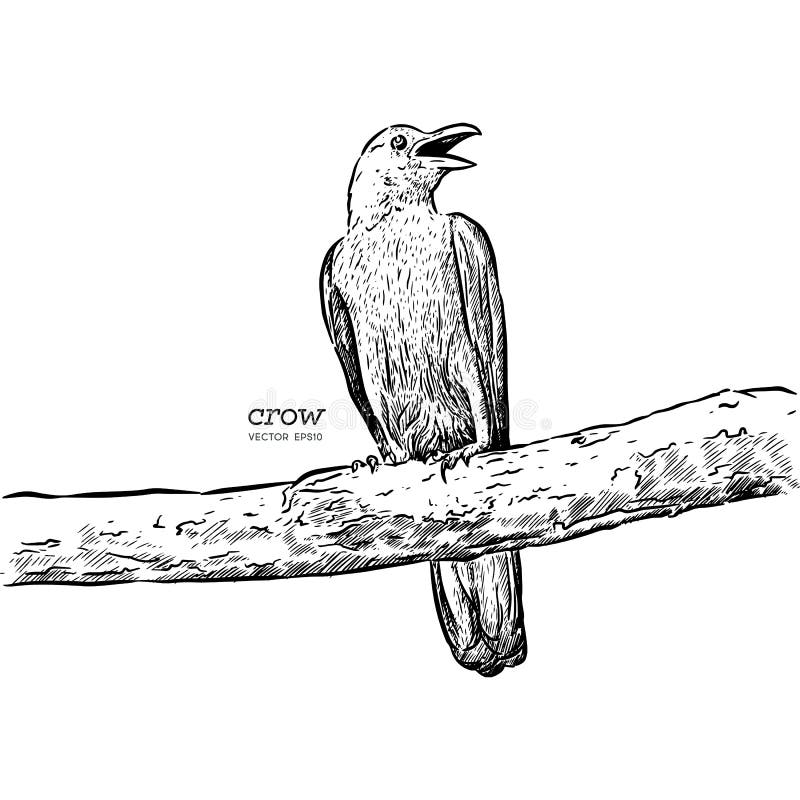 Crow, Hand Drawn High Quality Vector Stock Vector - Illustration of ...