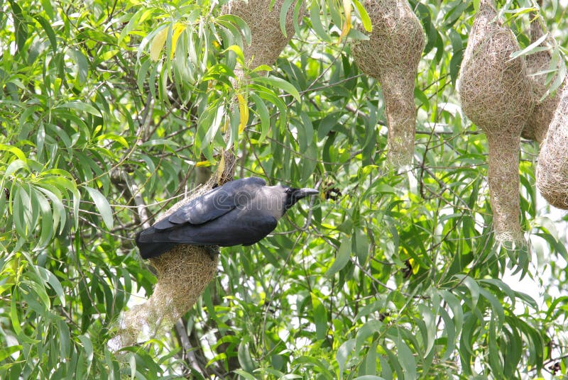 A Crow Hanging and Looking To Weaver Bird Nests Stock Image - Image of ...