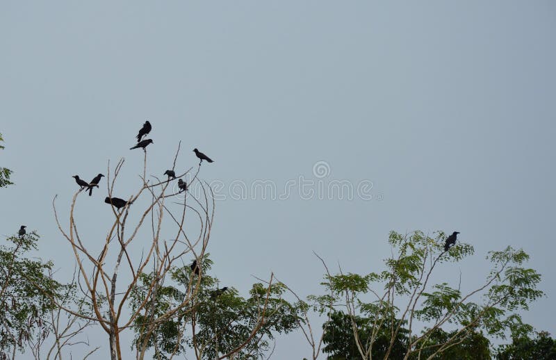 A Crow Hanging and Looking To Weaver Bird Nests Stock Image - Image of ...