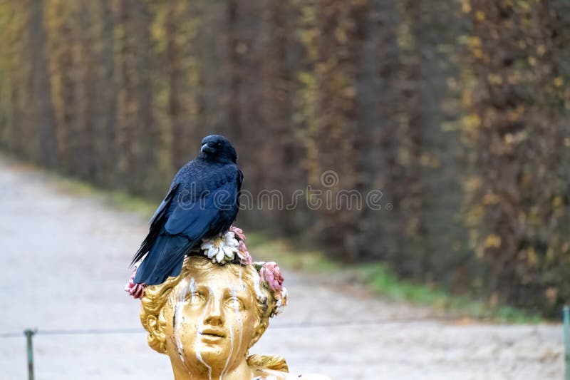 A Crow on the Head of a Sculpture Stock Image - Image of beak, isolated ...