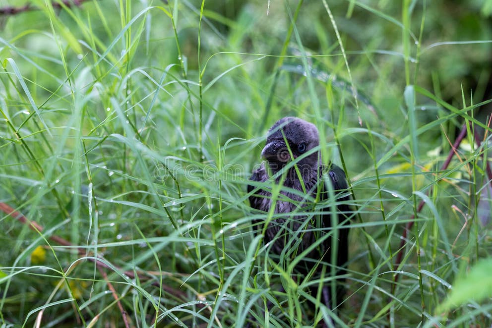 Crow Hiding Behind the Grass Stock Photo - Image of ground, black ...