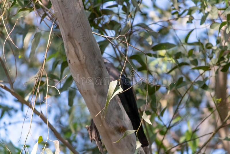 Crow Hiding in Tree stock image. Image of green, gerber - 231250163