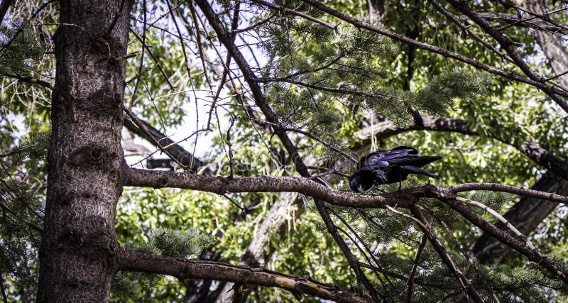 Crow Hiding in Tree stock image. Image of green, gerber - 231250163
