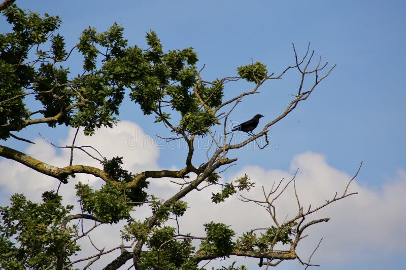 Crow in a high tree stock image. Image of crow, sunlight - 287565841