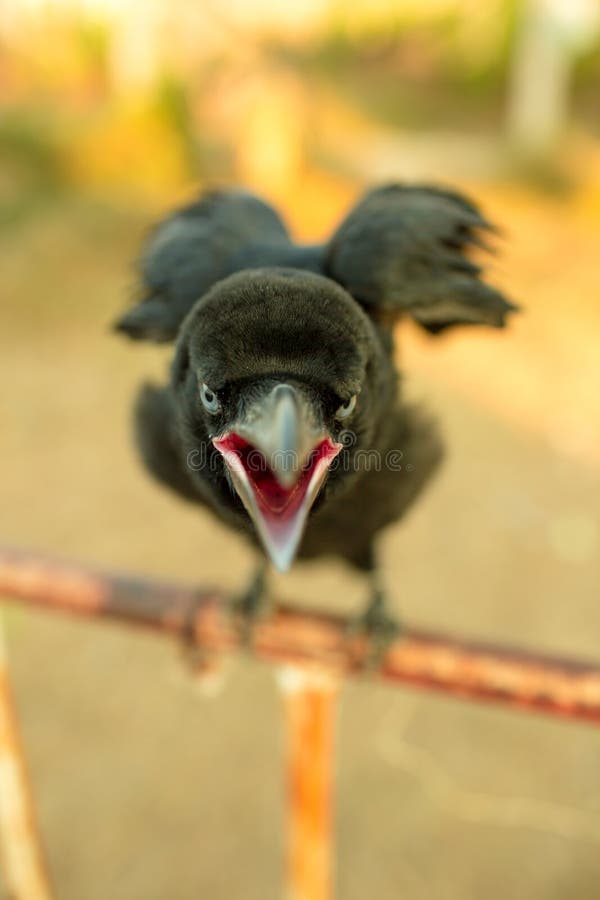 Crow Holding on Iron Traffic Barrier Stock Image - Image of life, bird ...