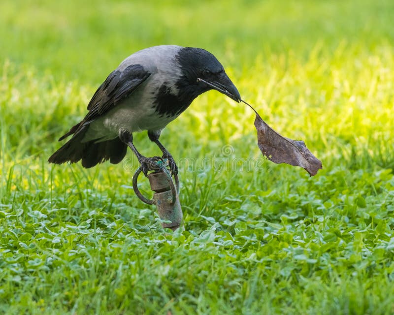 Crow Holding a Rusty Fallen Leaf in Its Beak Stock Photo - Image of ...