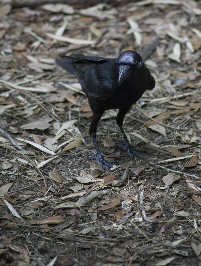 465 Angry Crow Photos - Free & Royalty-Free Stock Photos from Dreamstime