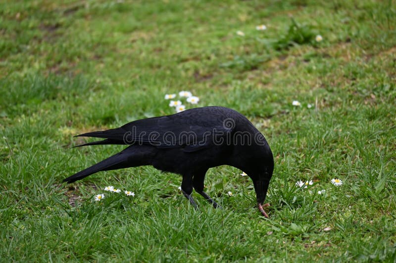 Crow Hunting and Eating a Worm Stock Image - Image of nice, worm: 282725905