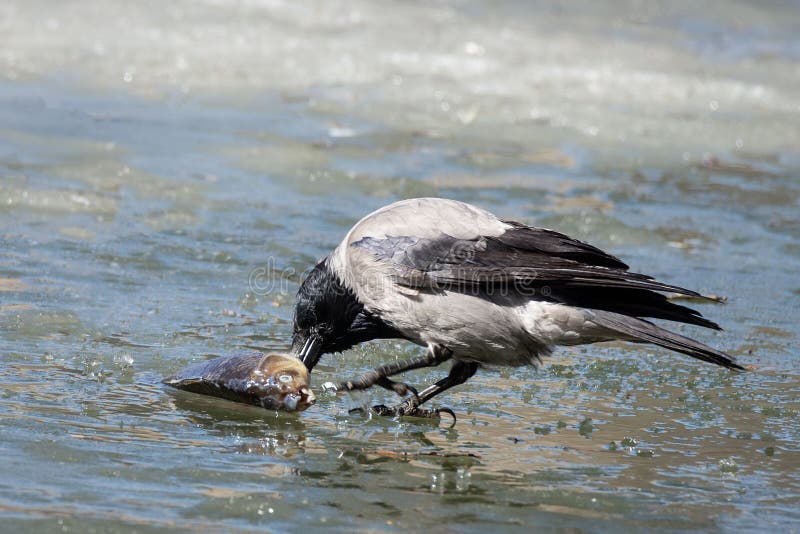 Hooded Crow on ice stock photo. Image of cornix, cold - 16075836