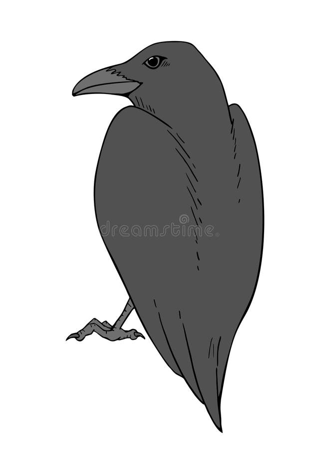 Crow illustration design stock vector. Illustration of nature - 290266383